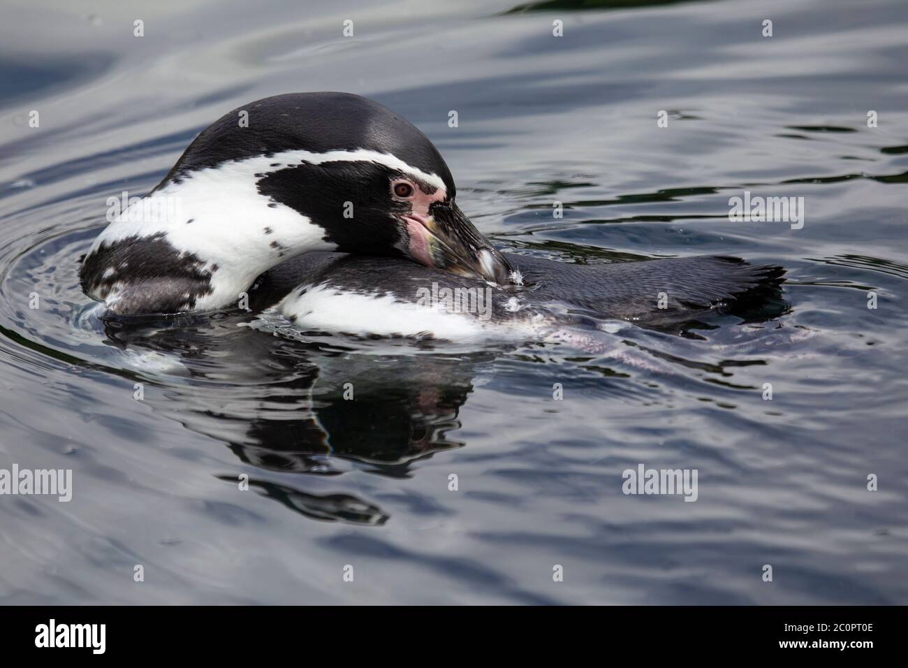 A Humboldt penguin Spheniscus humboldti close up (captive) preening ...
