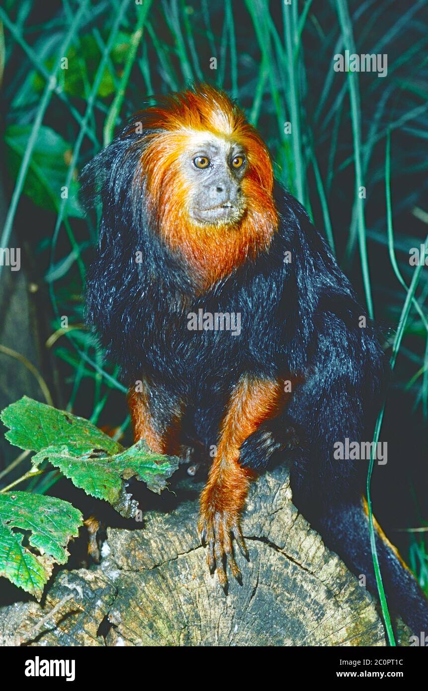Golden-headed Lion Tamarin, (Leontopithecus chrysomelas,) from Bahia ...