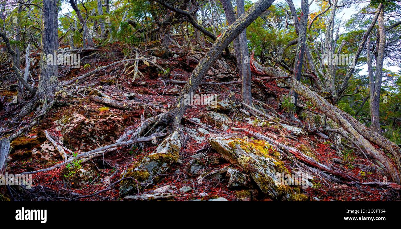 Magical austral Magellanic subpolar forests and turquoise lagoons in ...
