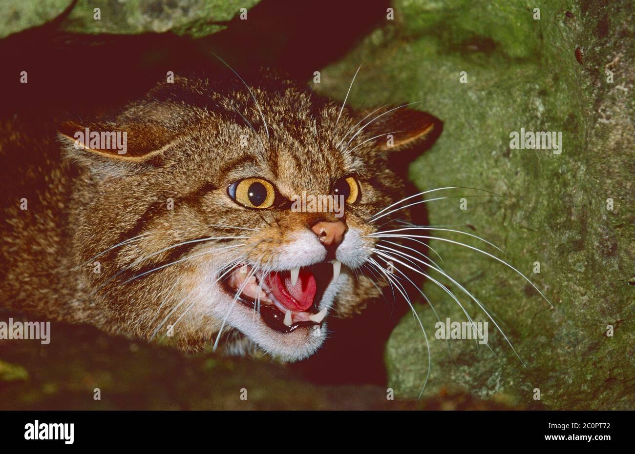 An angry male Scottish Wildcat , (Felis sylvestris grampia,) from ...