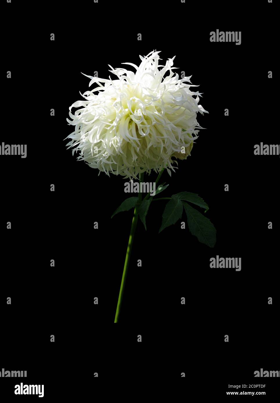 White fluffy aster flower Stock Photo - Alamy