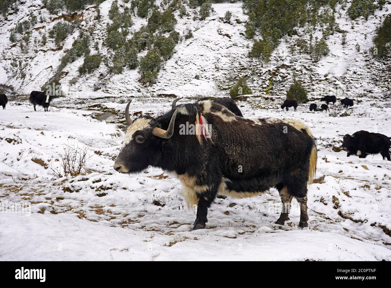 Sakteng hi-res stock photography and images - Alamy