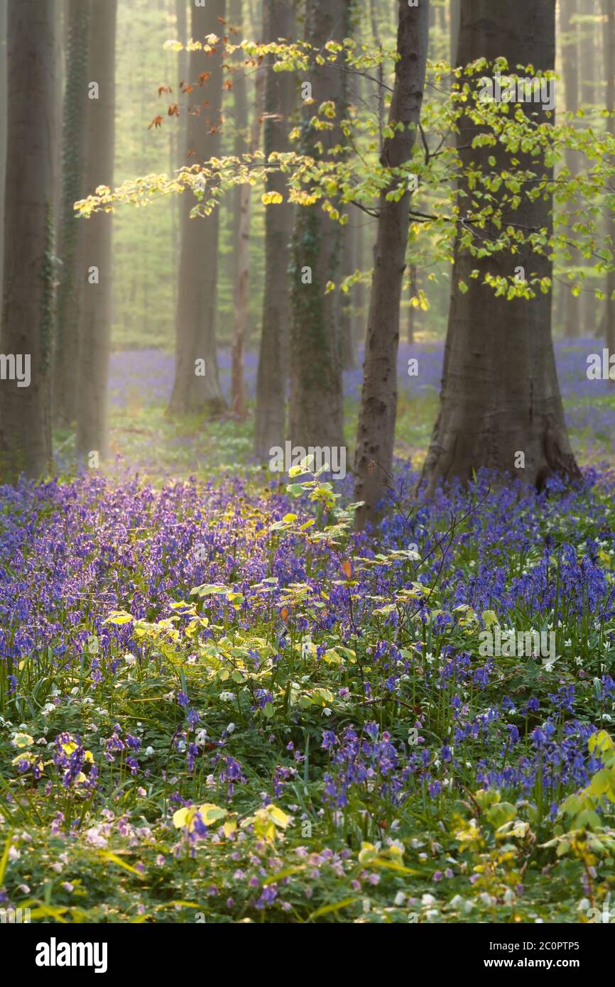 spring in beech forest with blue flowers Stock Photo - Alamy