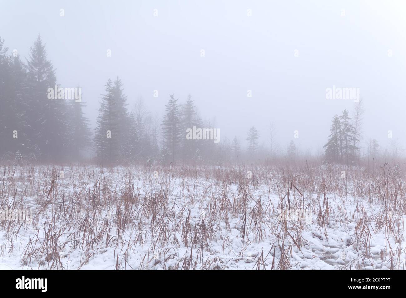 coniferous swamp in winter Stock Photo - Alamy
