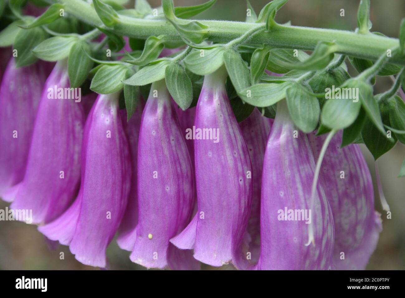 Red thimble hi-res stock photography and images - Alamy