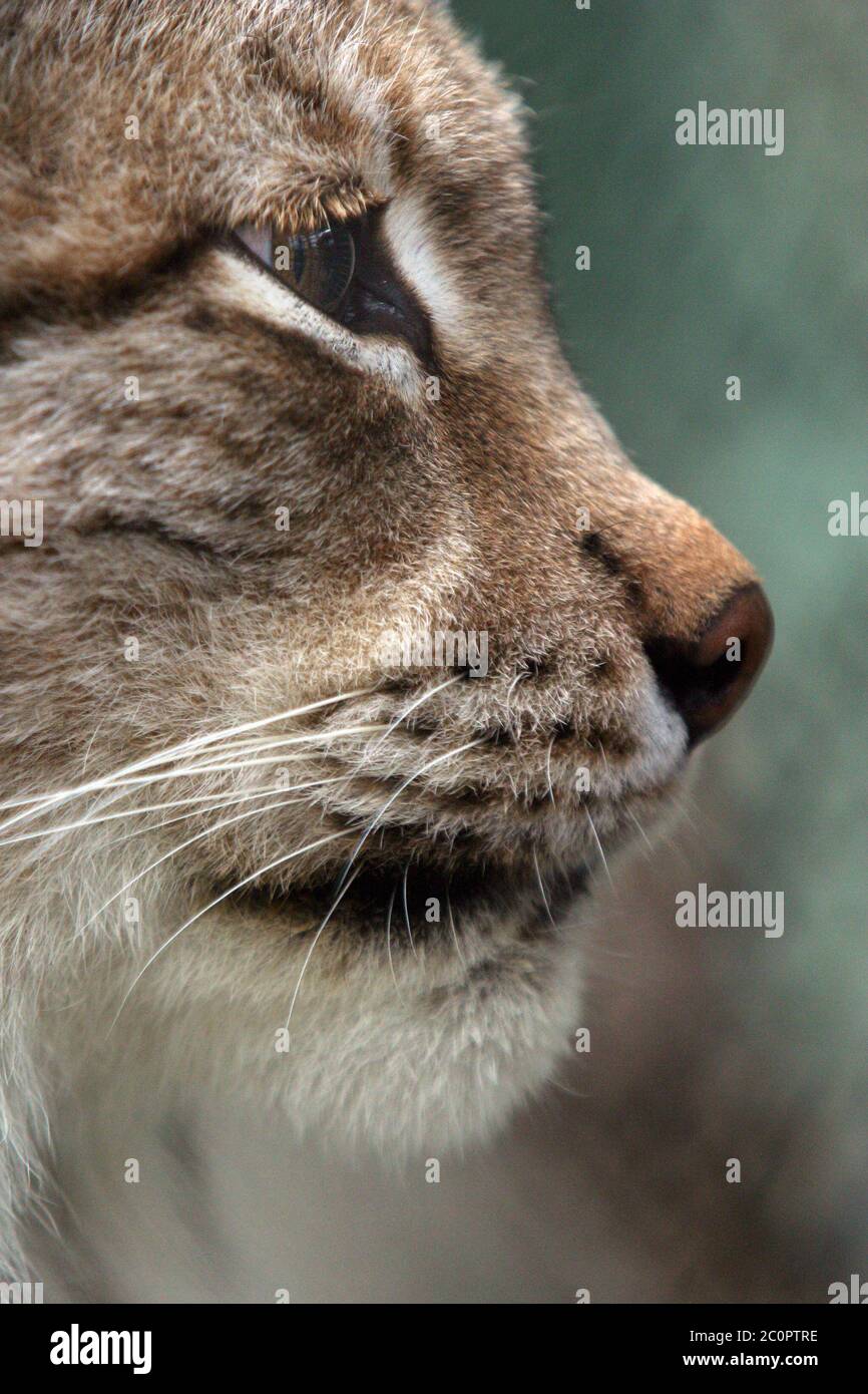 Lynx gaze hi-res stock photography and images - Alamy