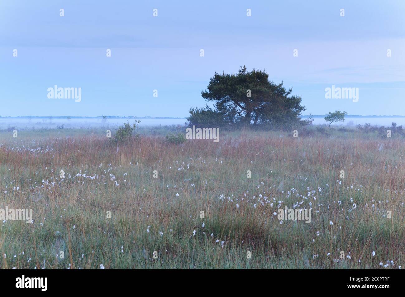 Tree marsh hi-res stock photography and images - Alamy