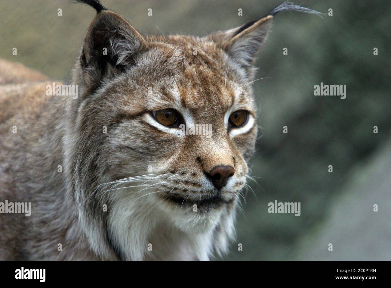Pictures lynx hi-res stock photography and images - Alamy