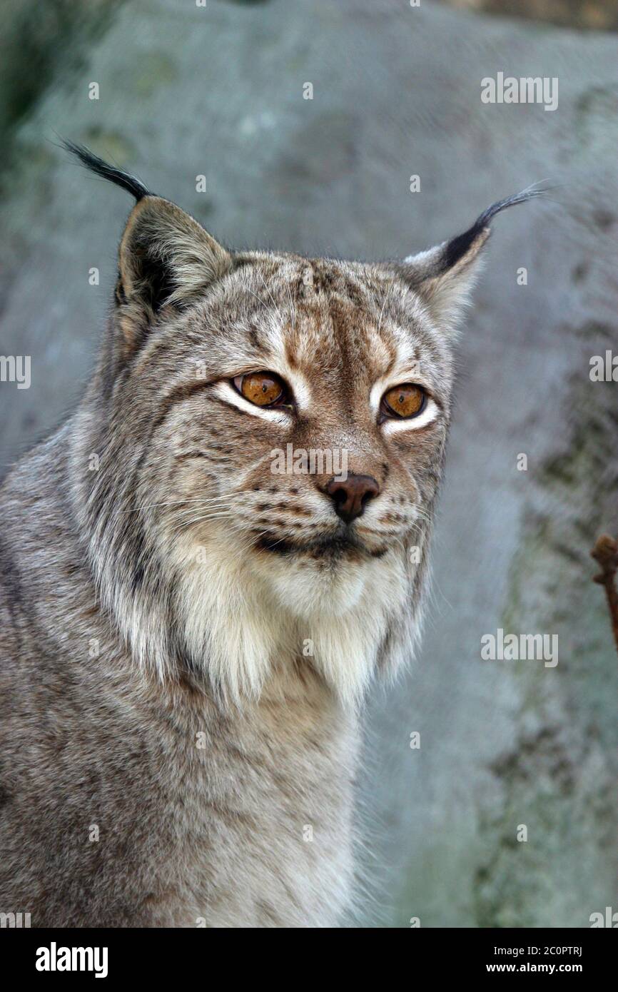 Pictures lynx hi-res stock photography and images - Alamy