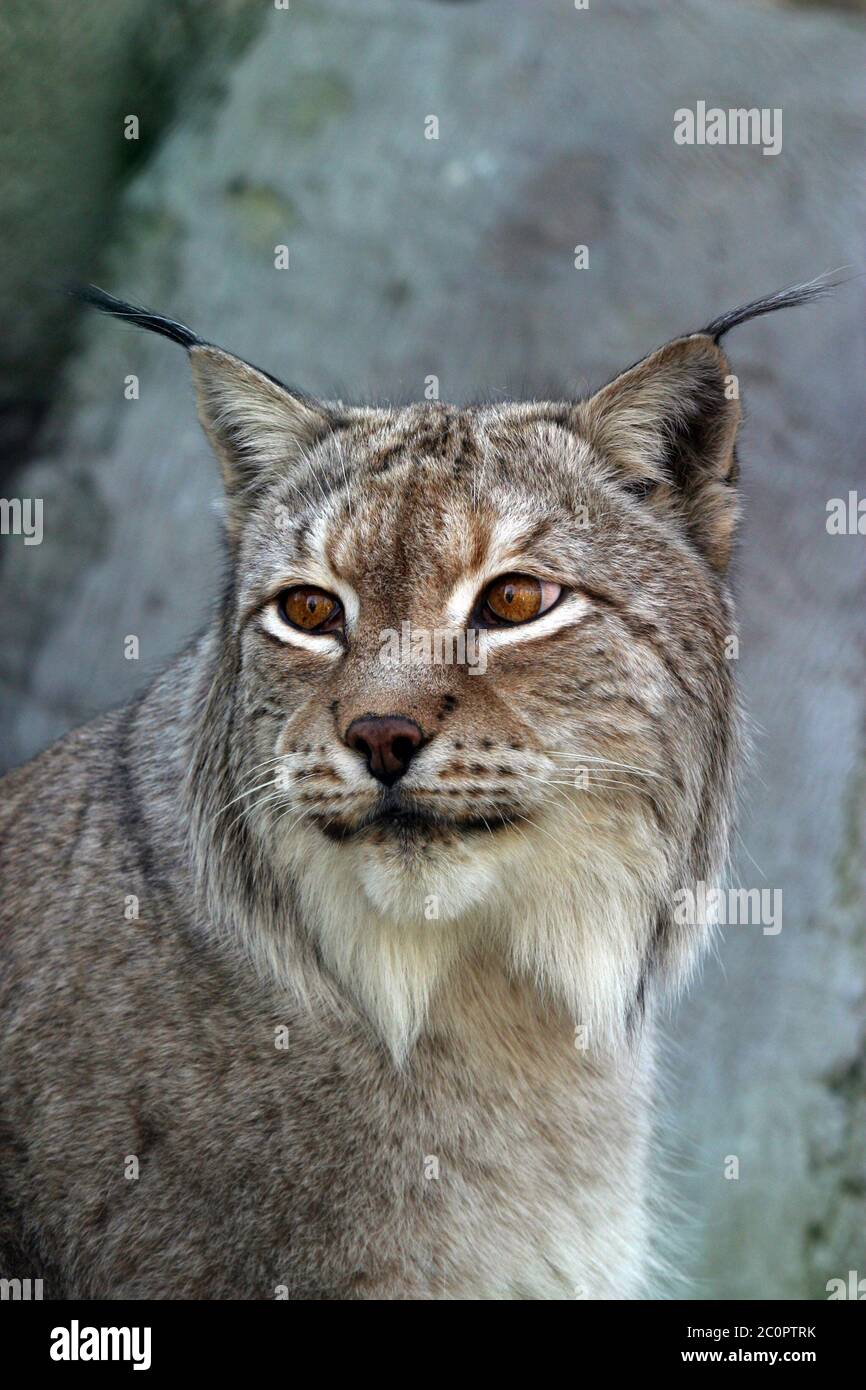 Pictures lynx hi-res stock photography and images - Alamy