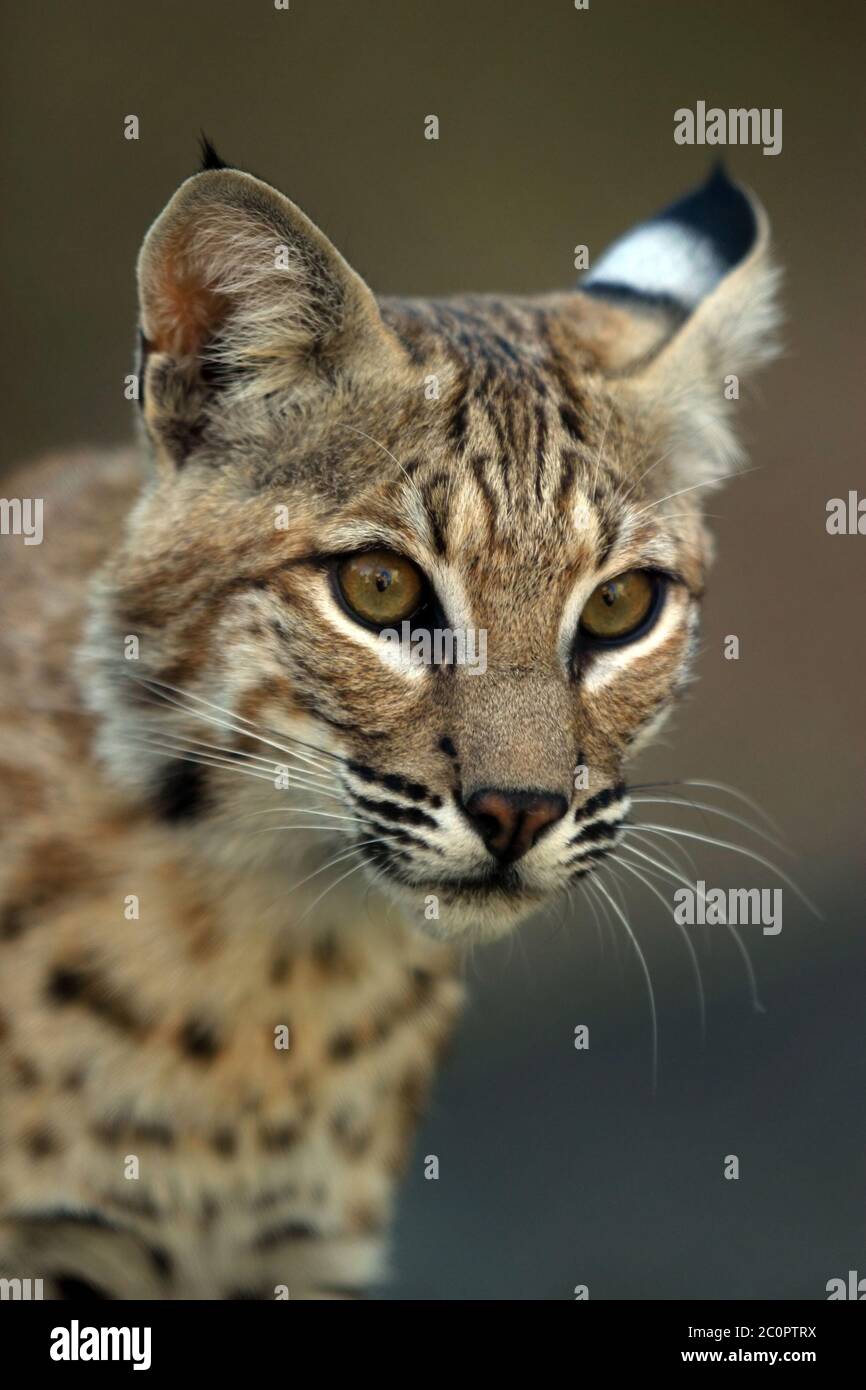 Pictures lynx hi-res stock photography and images - Alamy