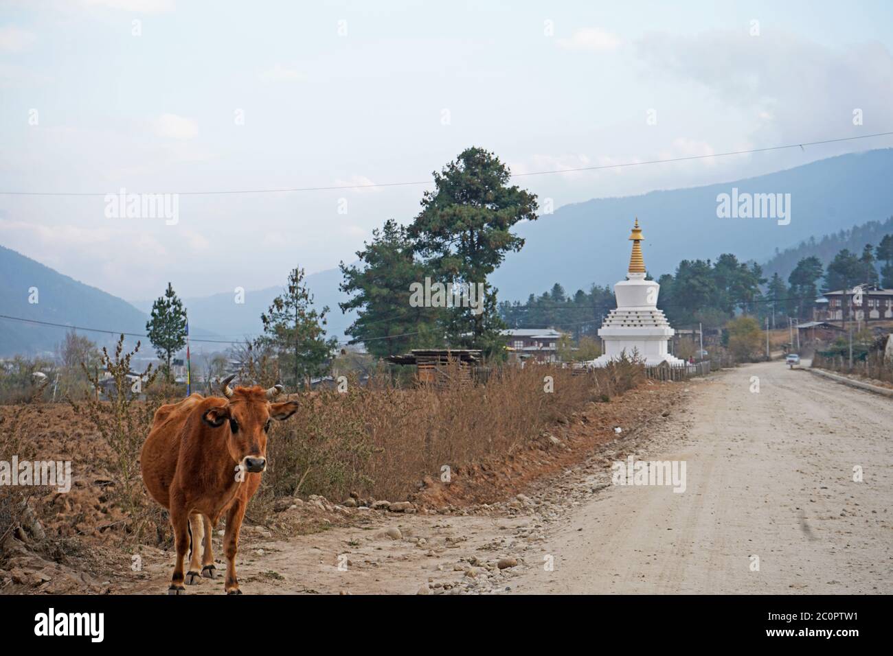 Cow and a white Stupa, empty gravel road in Bumthang, Bhutan Stock ...