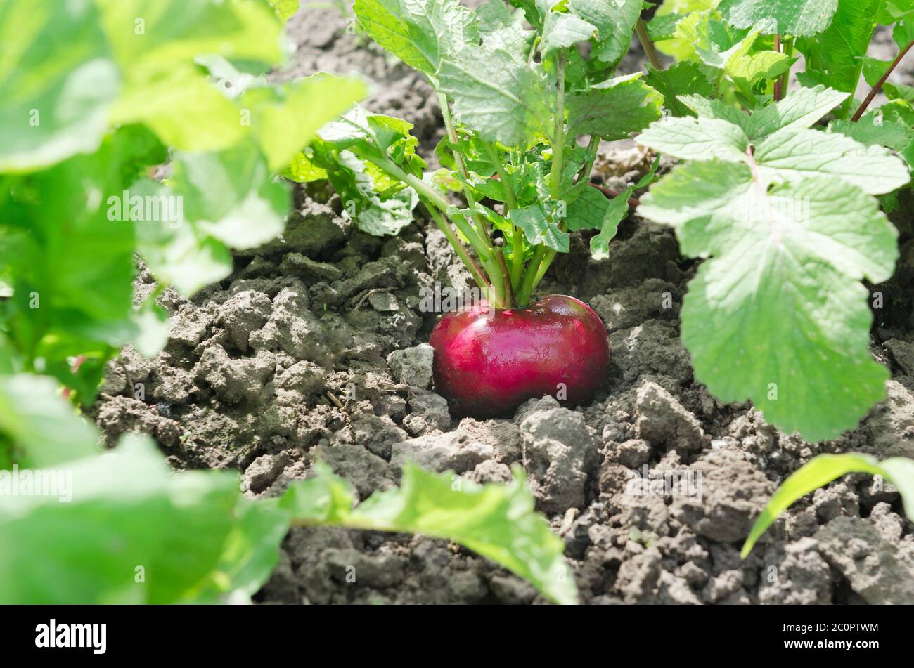 Red soil background light hi-res stock photography and images - Alamy