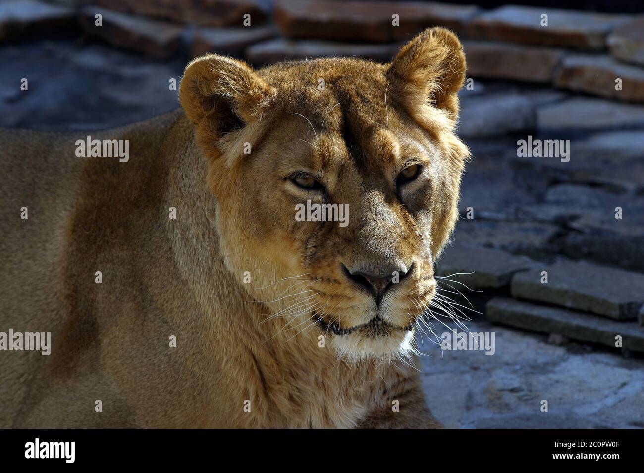Male lion full view hi-res stock photography and images - Alamy