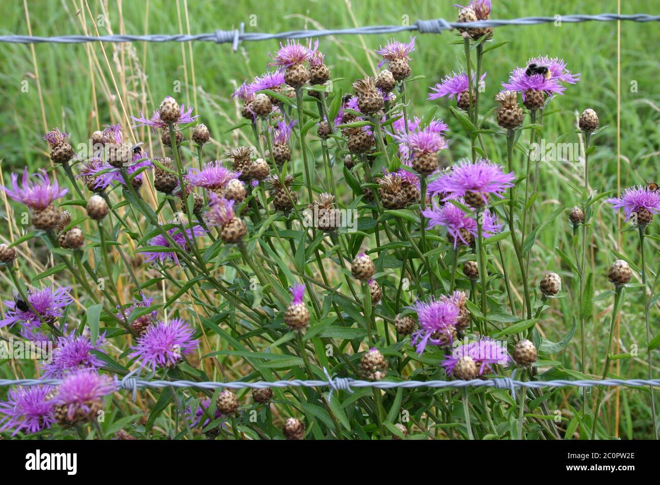 meadow flake flowers Stock Photo - Alamy