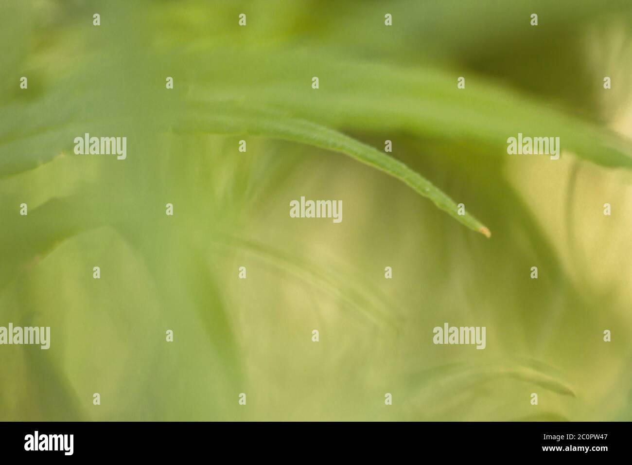 Green cannabis leaves asbtract blurry background Stock Photo - Alamy