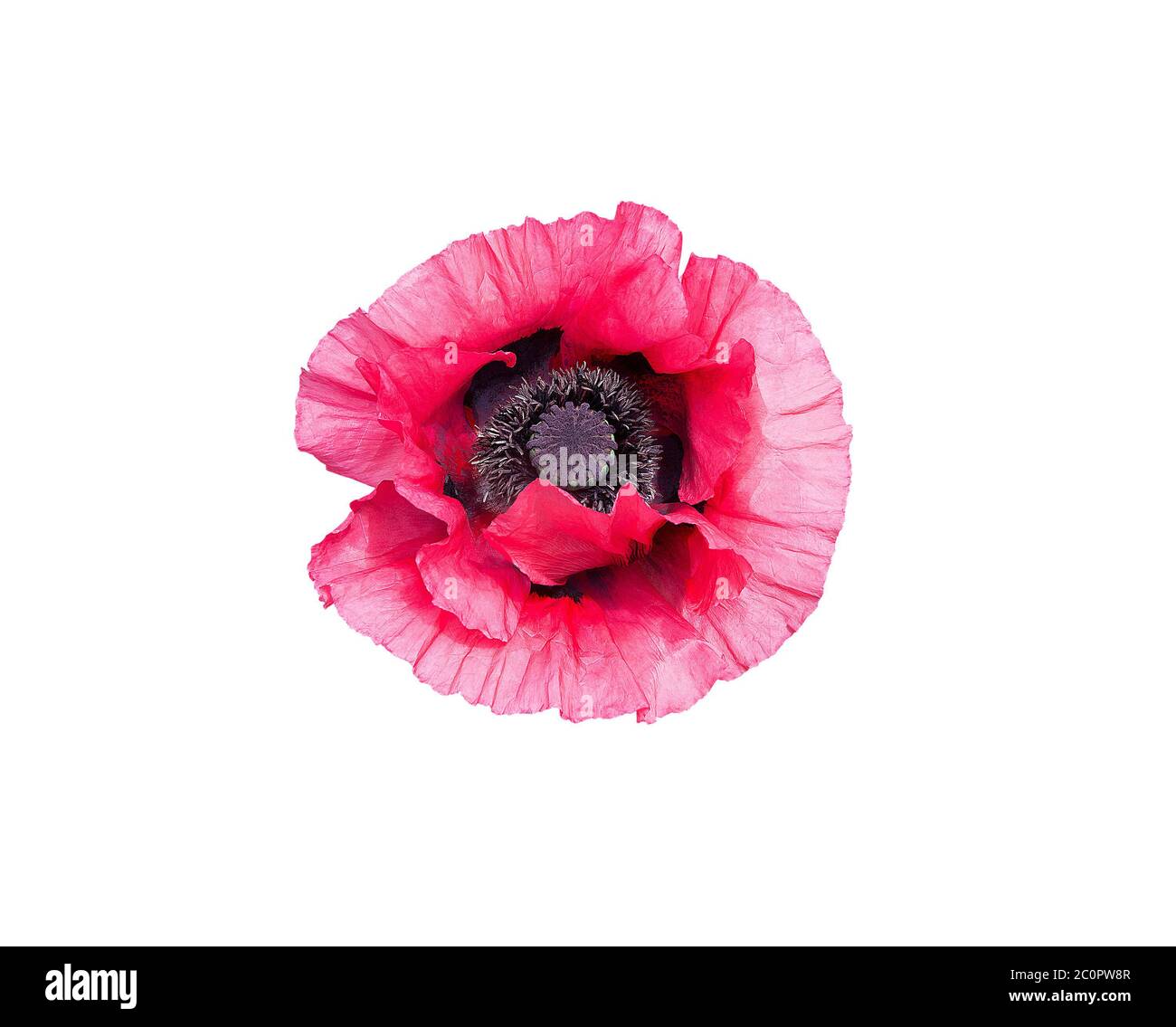 Poppy flower isolated pink hi-res stock photography and images - Alamy