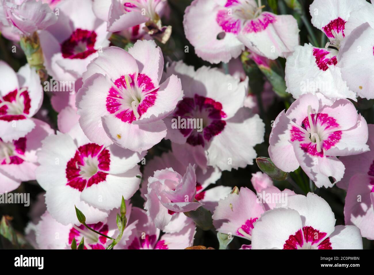 pink and white carnation flowers in close-up Stock Photo - Alamy