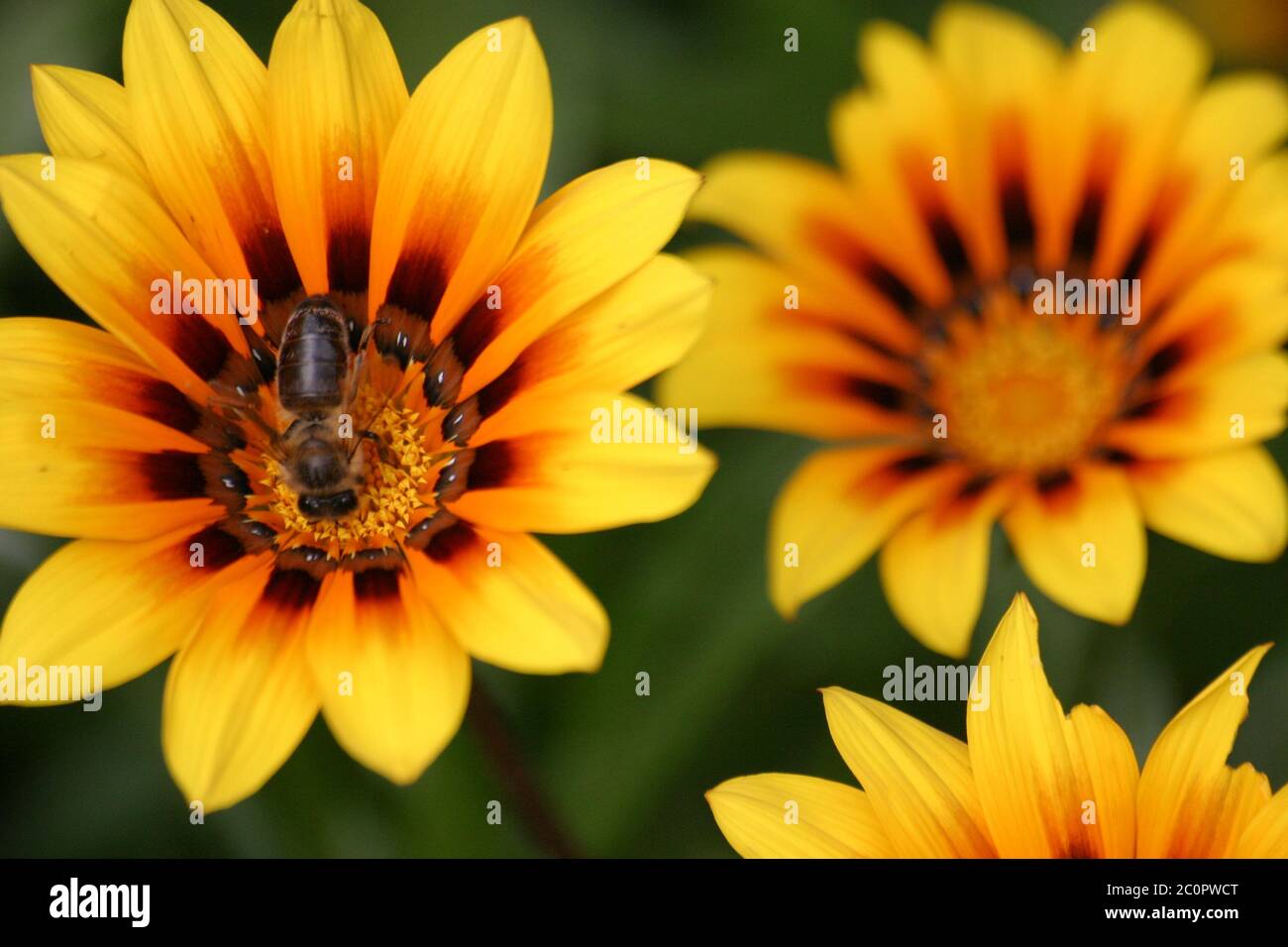 Yellow flowers with bee Stock Photo - Alamy