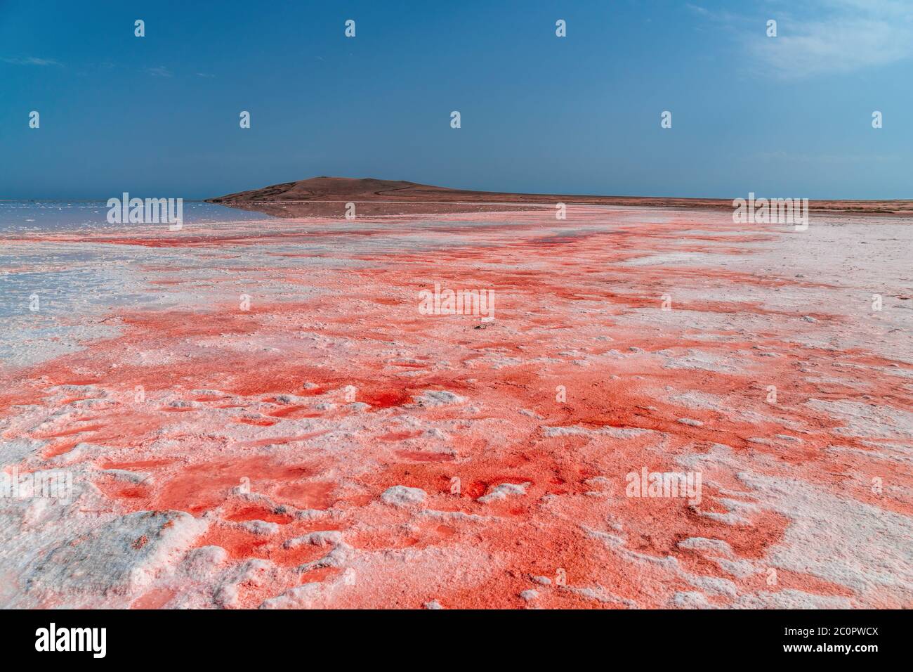 Brine and salt of a pink lake Koyash colored by microalgae Dunaliella ...