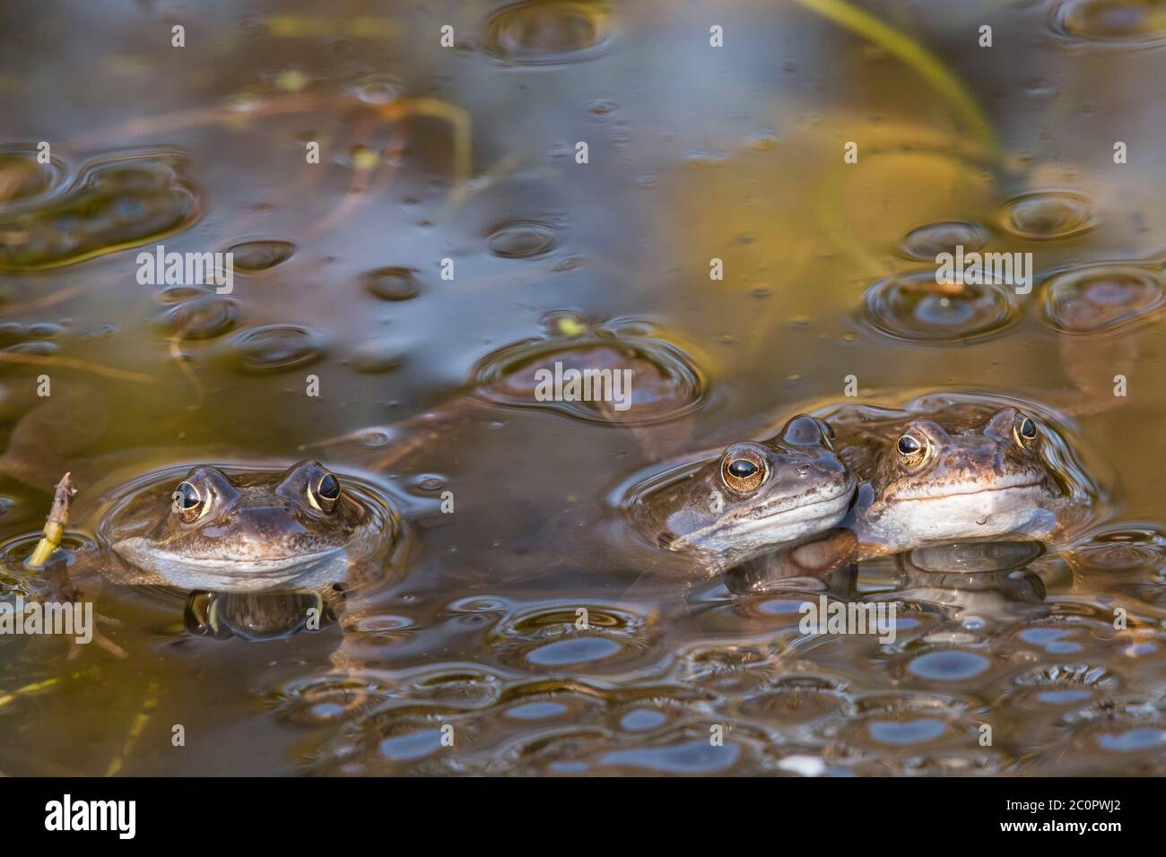 Common Frog, Rana temporaria, in a pond, Dumfries & Galloway, Scotland ...