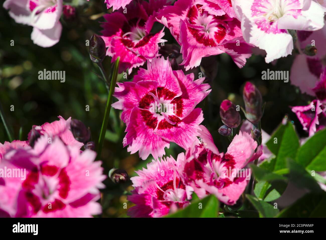 pink and white carnation flowers in close-up Stock Photo - Alamy