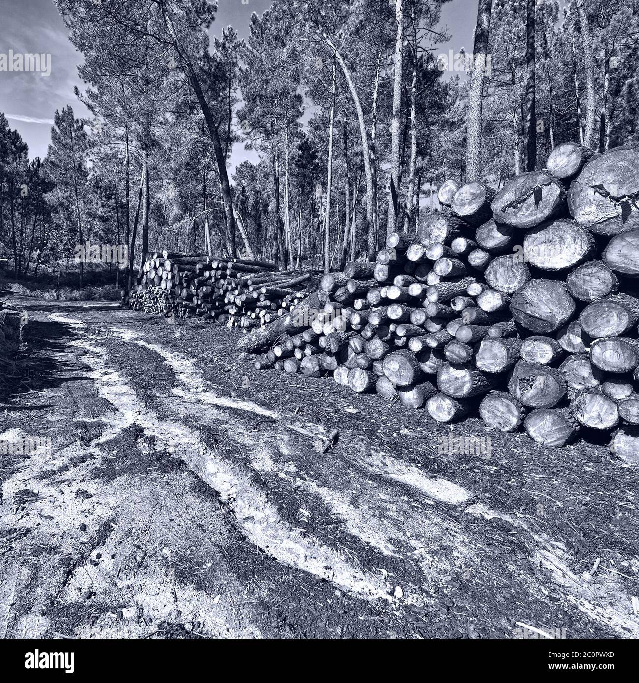 Vintage logging hi-res stock photography and images - Alamy