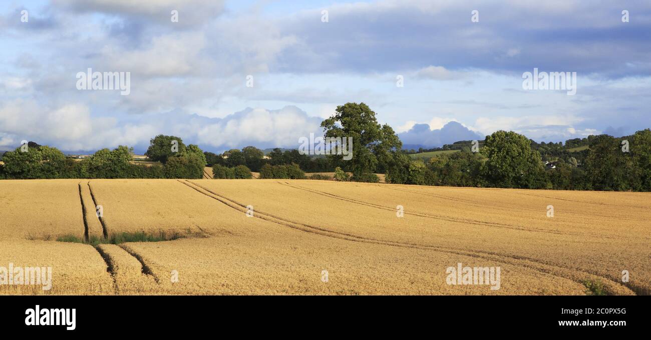 Beautiful field with harvest of wheat in irish countryside Stock Photo ...