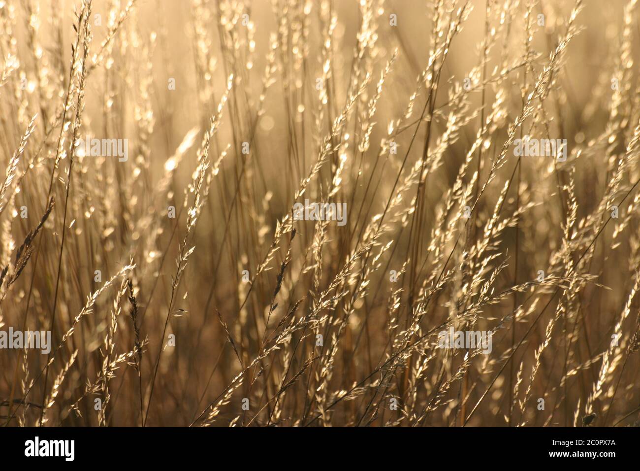 Light grasses hi-res stock photography and images - Alamy