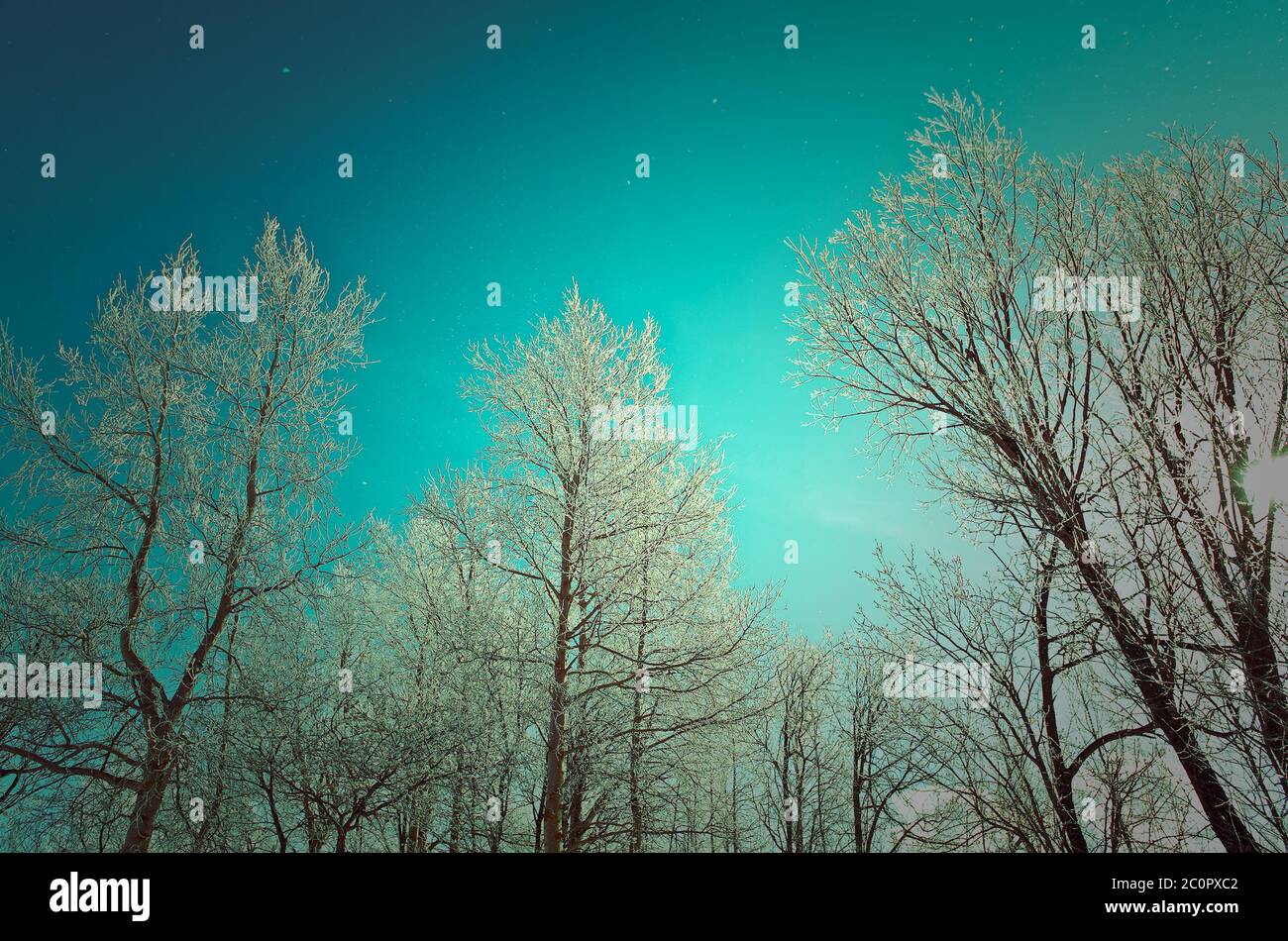 Winter landscape. frozen trees Stock Photo - Alamy