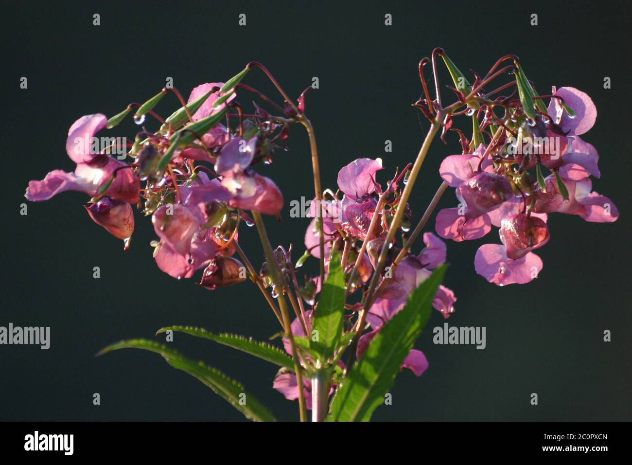 Indian balsam hi-res stock photography and images - Alamy