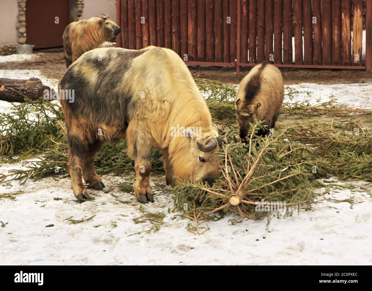 Tibetan goat hi-res stock photography and images - Alamy