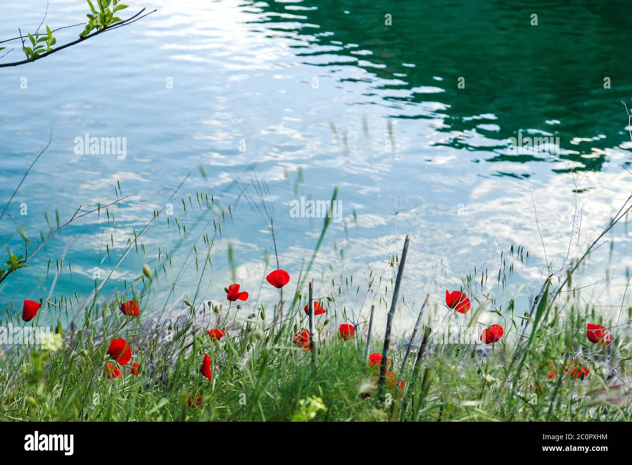 Beautiful flowers shore lake hi-res stock photography and images - Alamy