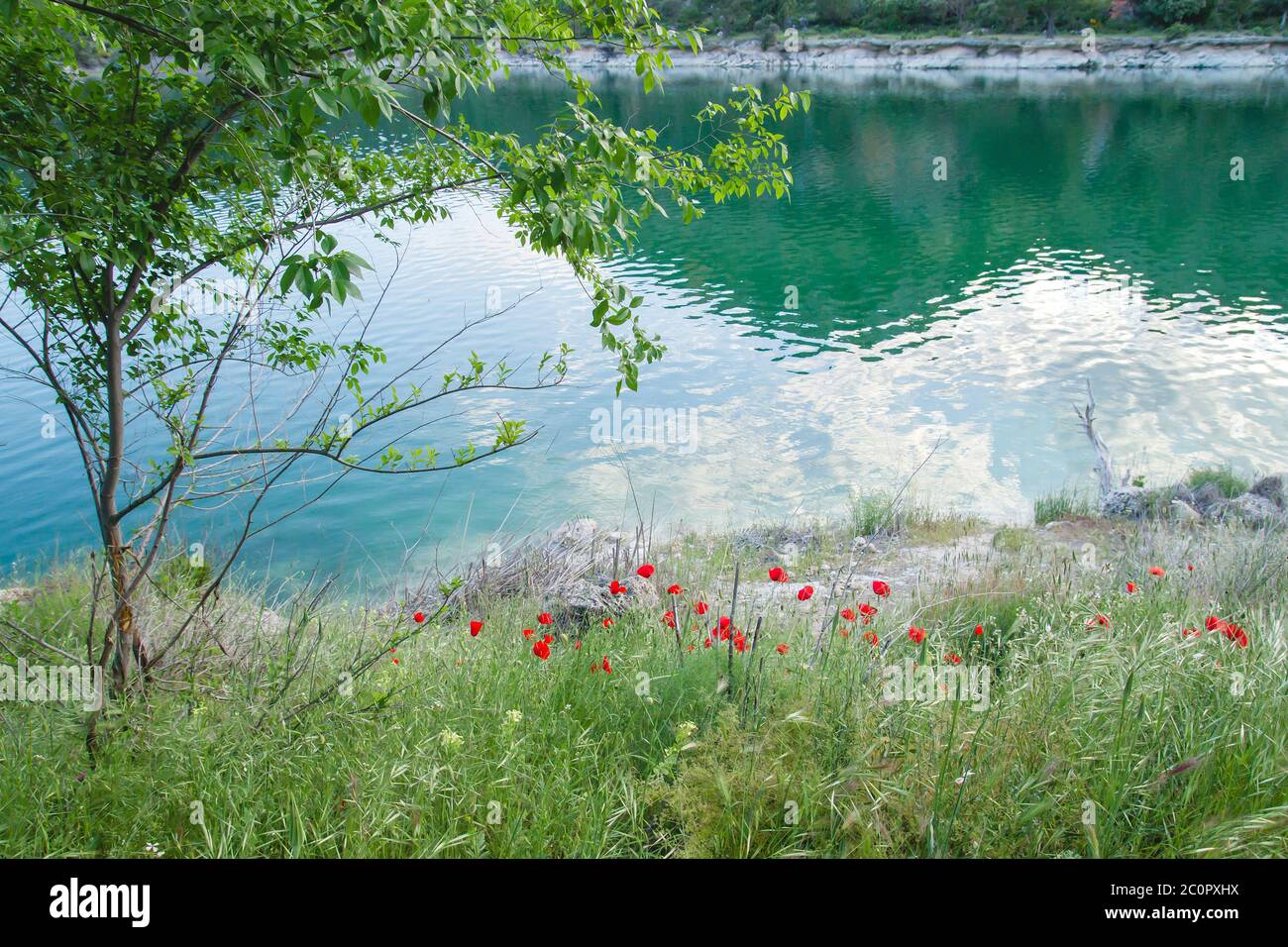Beautiful flowers shore lake hi-res stock photography and images - Alamy