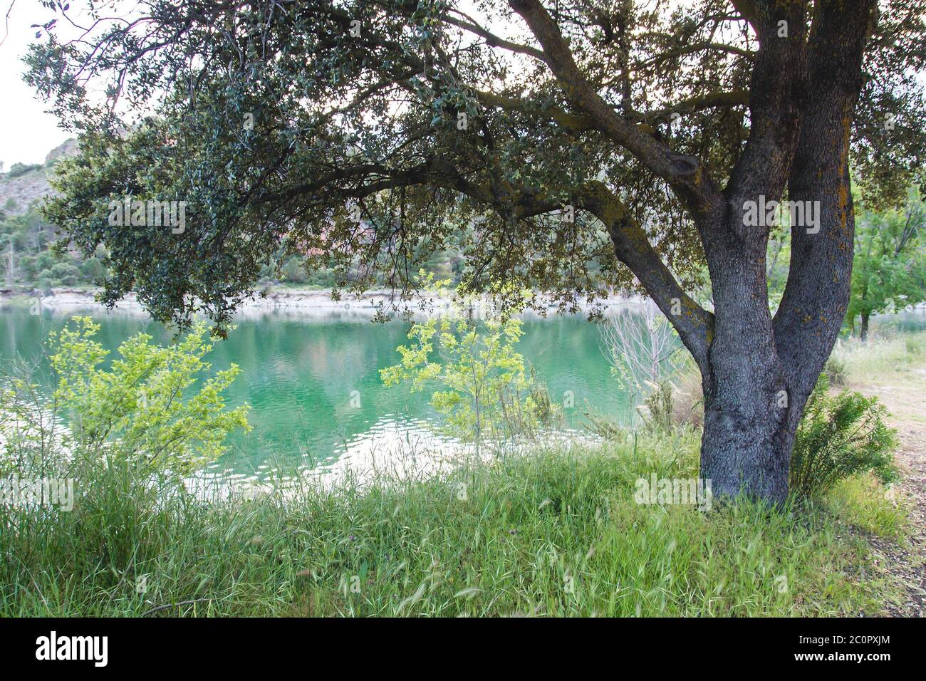 Quercus ilex tree in the shore or a river Stock Photo - Alamy