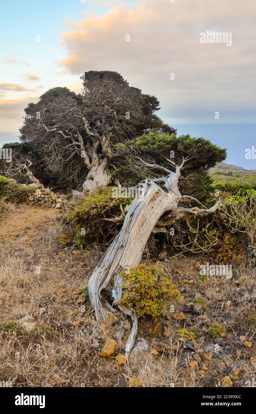 Wind gnarled hi-res stock photography and images - Alamy