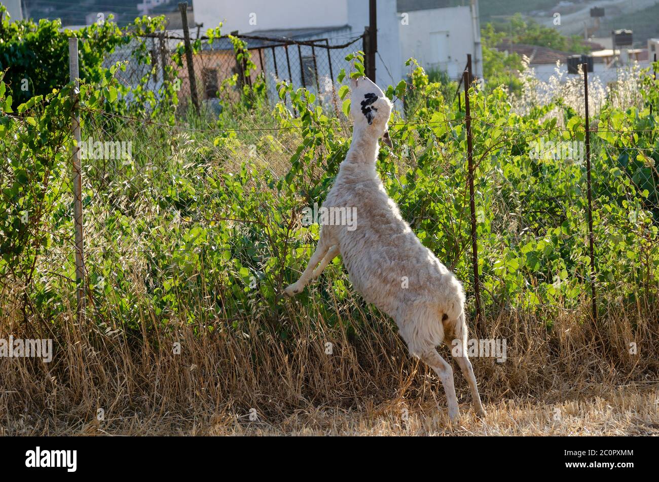 Rear sheep hi-res stock photography and images - Alamy
