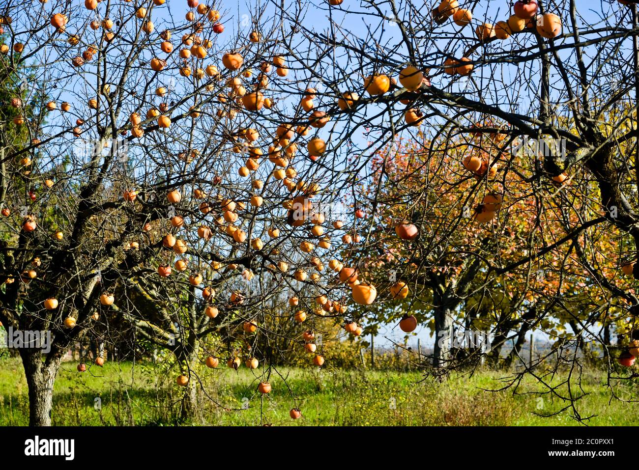 Plants of persimmon in a day of autumn Stock Photo - Alamy