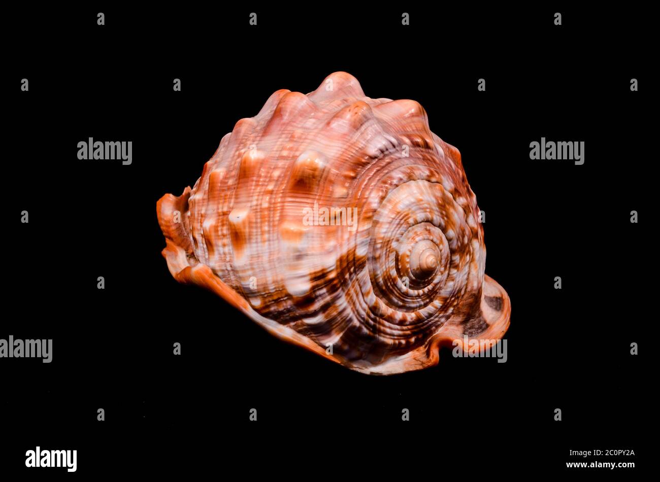 Orange Conch Sea Shell Stock Photo - Alamy
