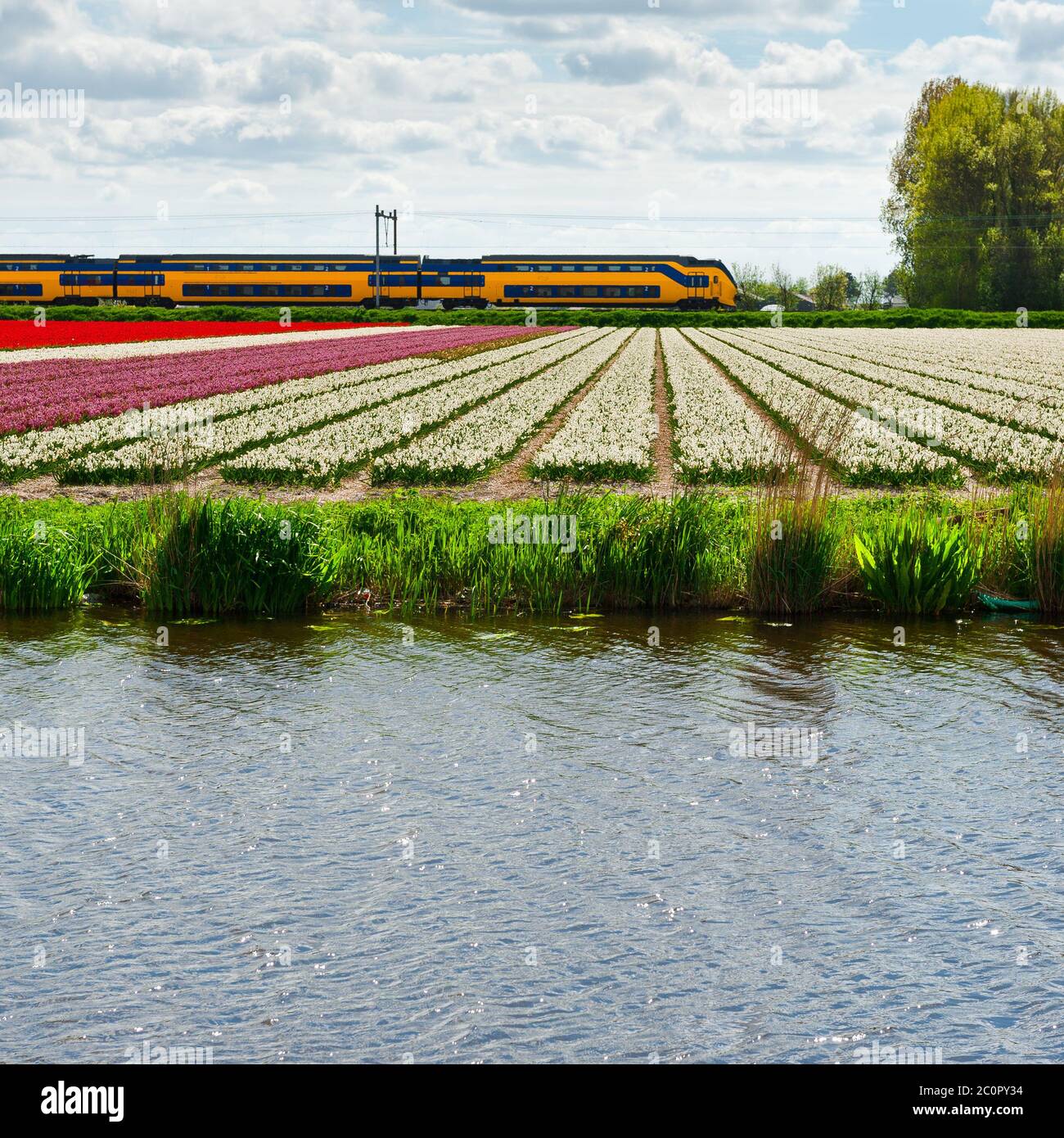 Netherlands tulip train hi-res stock photography and images - Alamy