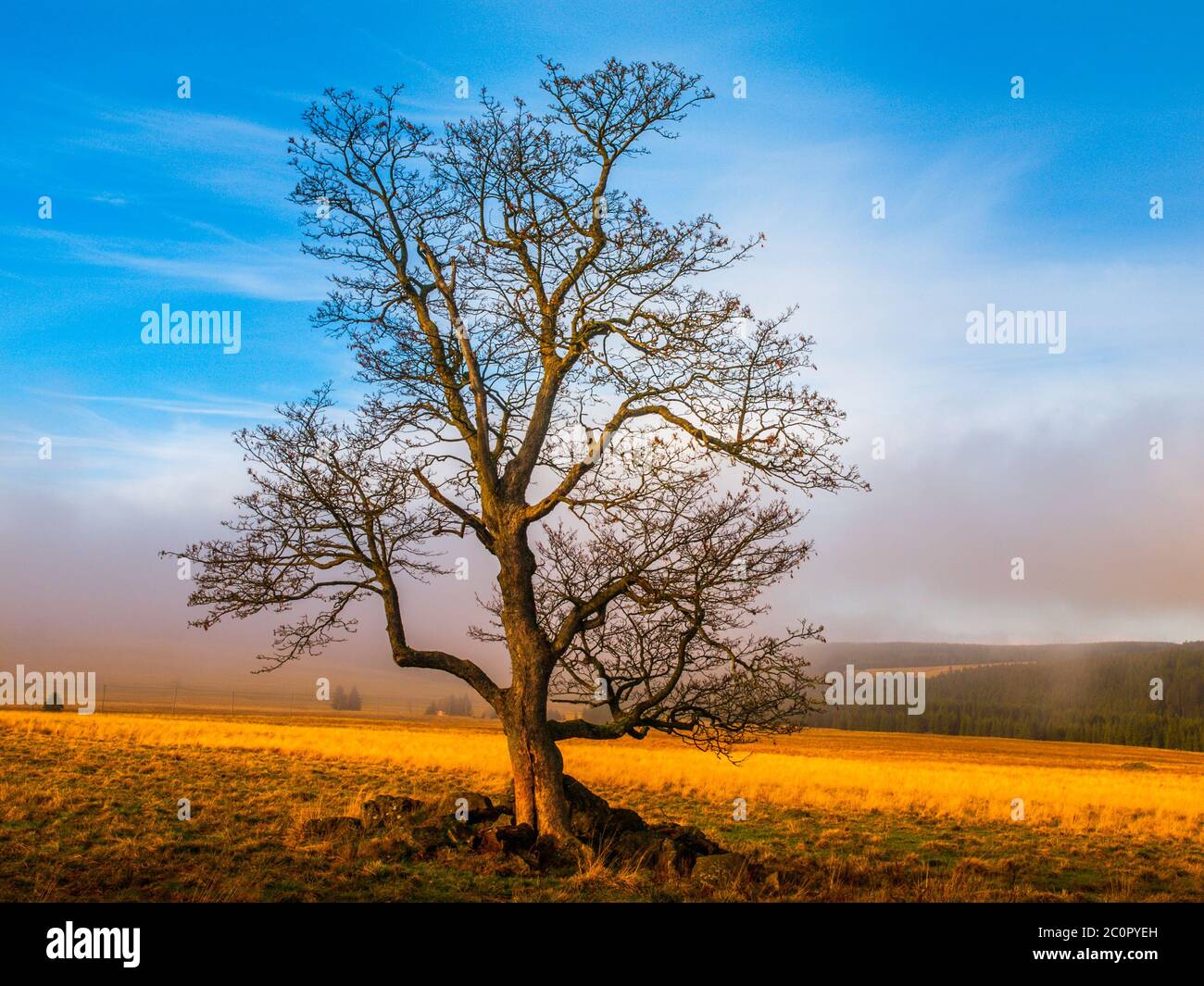 Colorful autumnal landscape after rain with beautiful tree, mist and ...