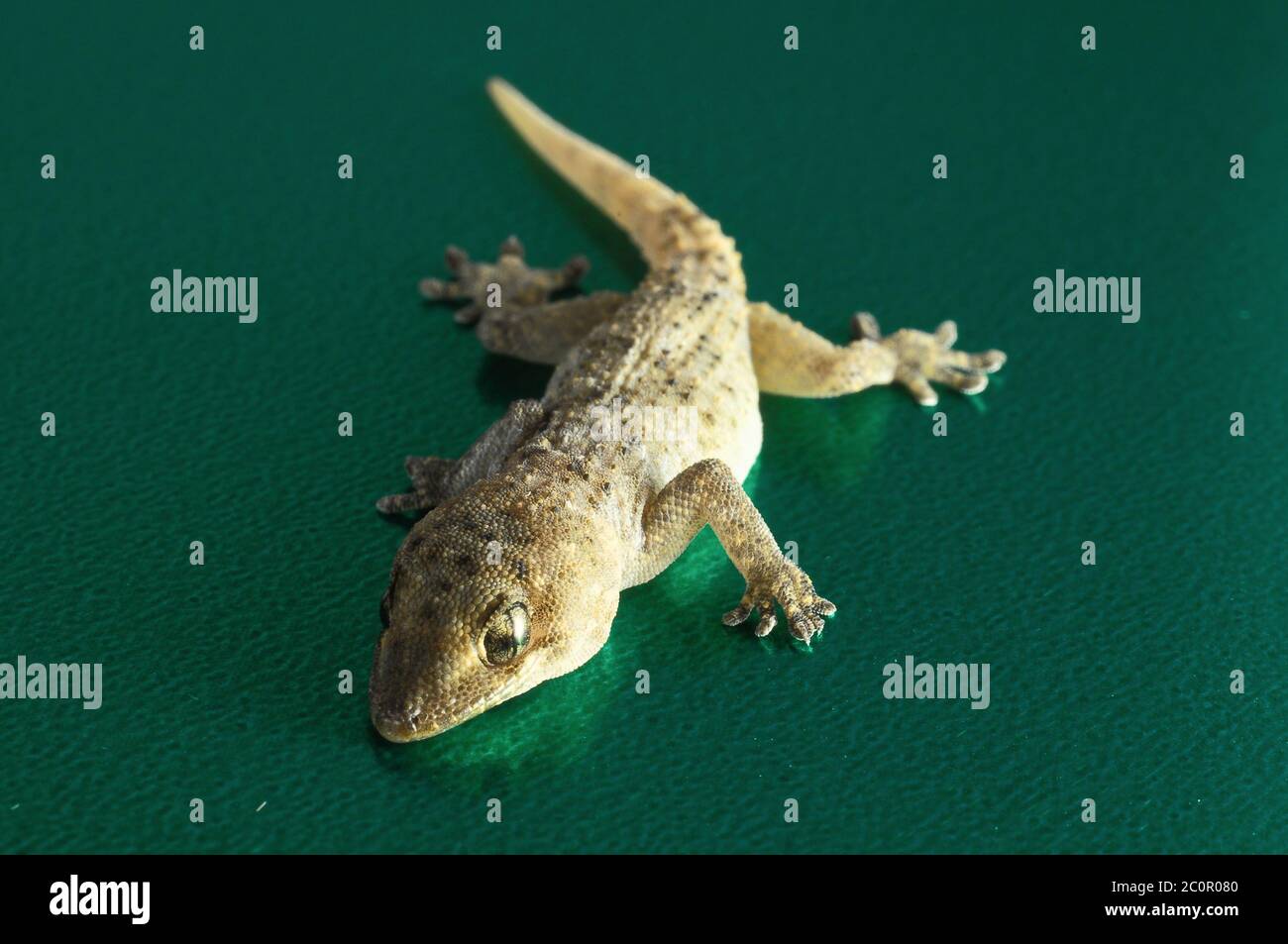 Yellow green house gecko hi-res stock photography and images - Alamy