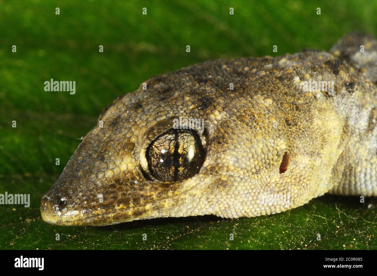 Gekko leaf hi-res stock photography and images - Alamy