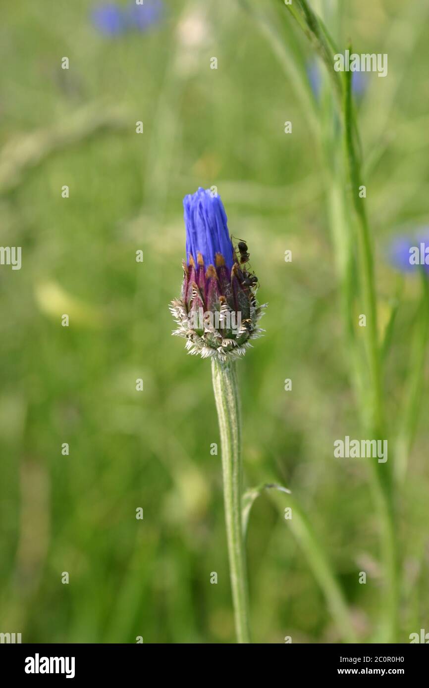 Cornflower Bud High Resolution Stock Photography and Images - Alamy