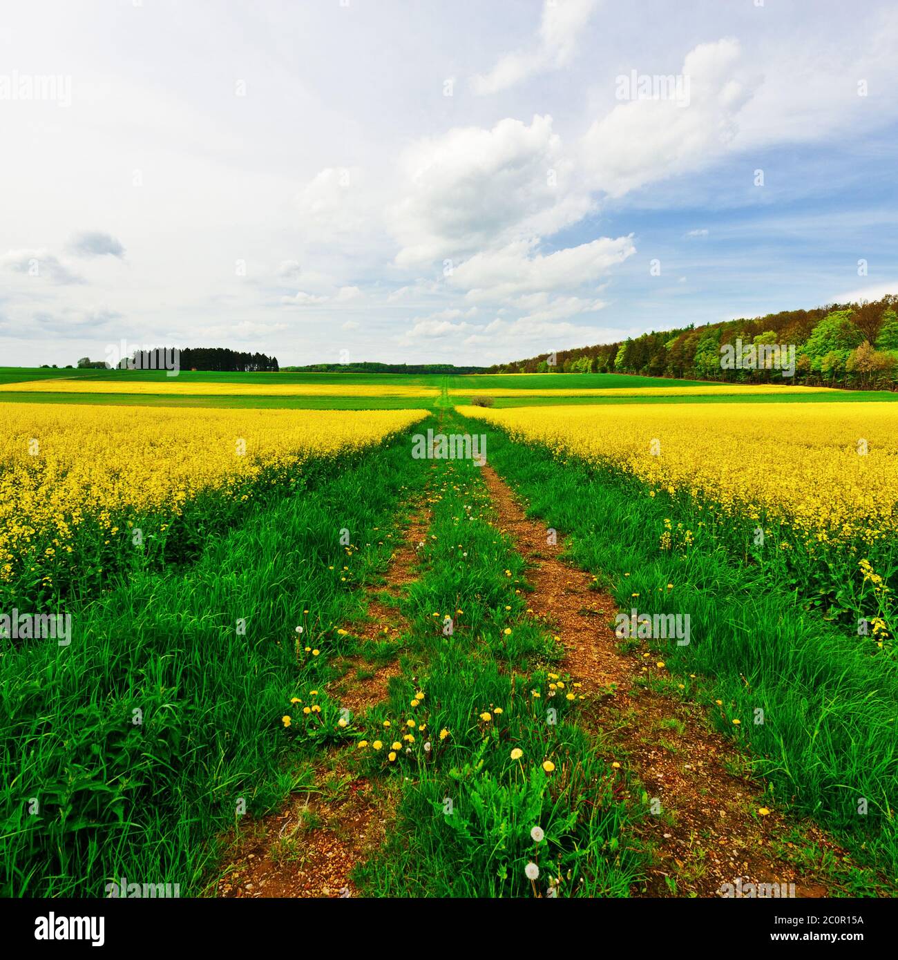 Overgrown road hi-res stock photography and images - Alamy