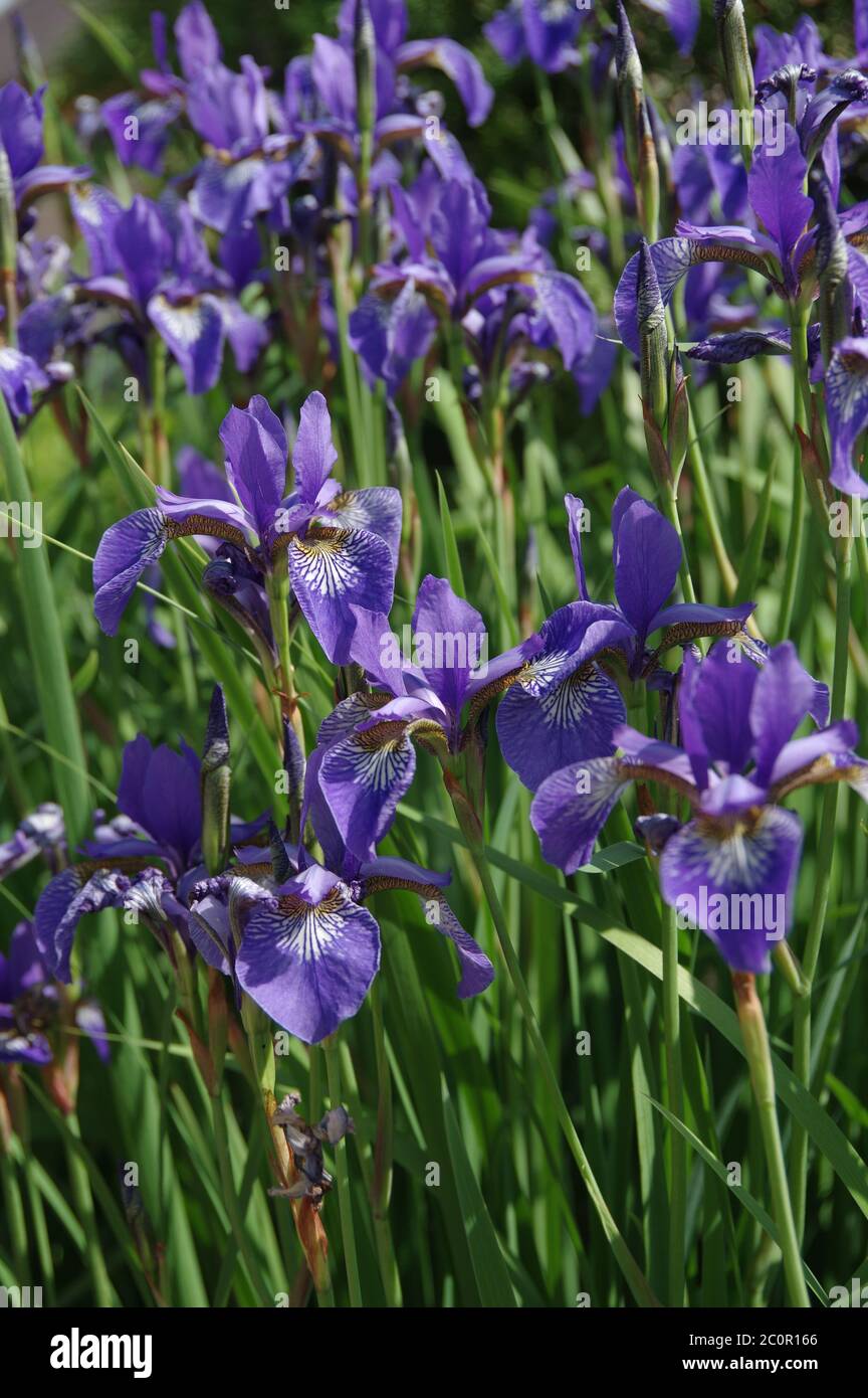 A bunch of Iris flowers in purple colour Stock Photo - Alamy