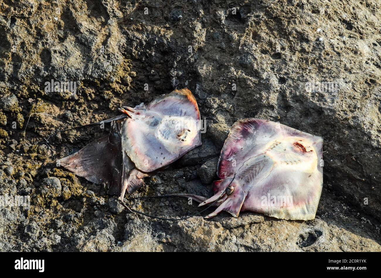 Dead Stingray Fish High Resolution Stock Photography and Images - Alamy