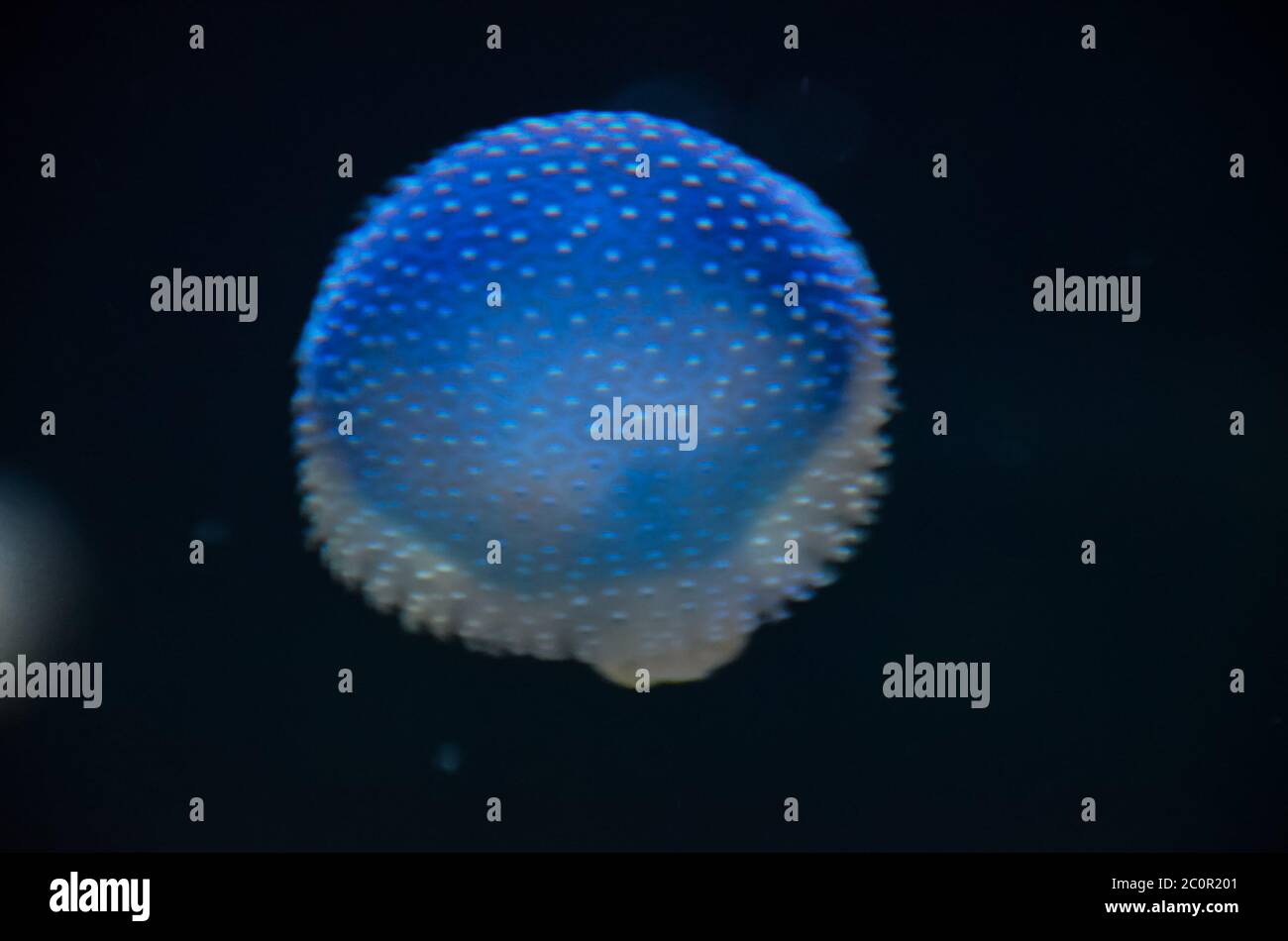Small Jelly Fish Stock Photo - Alamy
