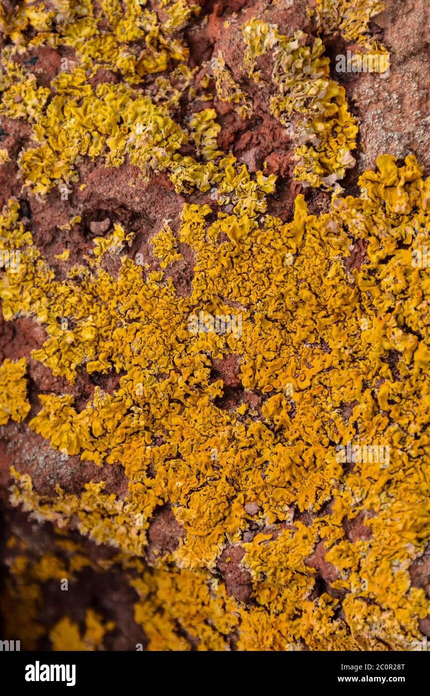 Lichen Texture Pattern Stock Photo - Alamy