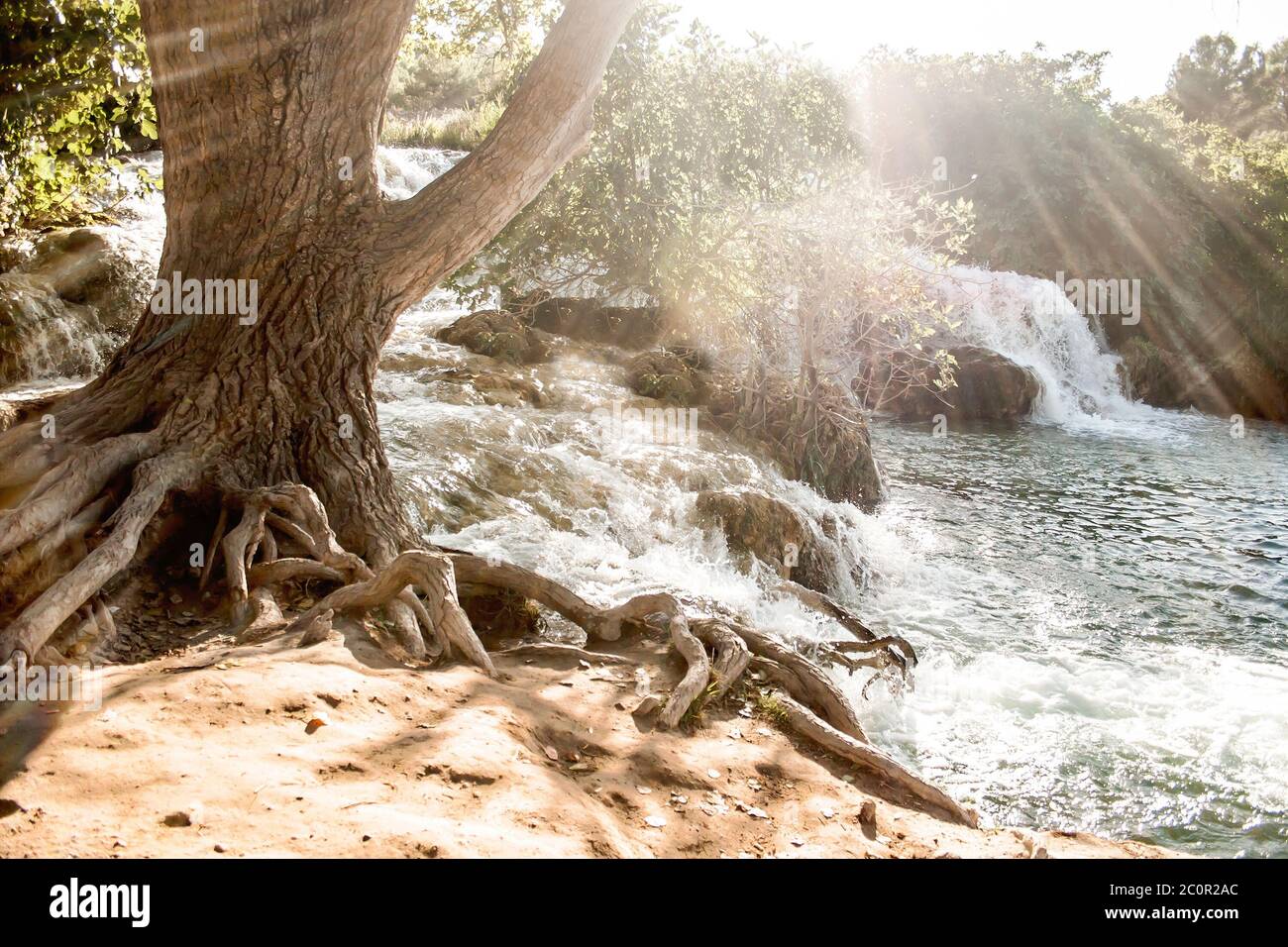 Big Roots High Resolution Stock Photography and Images - Alamy